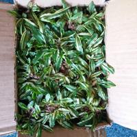 Jual Rumput Gajah Mini Terbaik - Harga Murah Juni 2024 & Cicil 0%