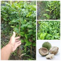 Jual Pohon Gayam Terbaik - Harga Murah Mei 2024 & Cicil 0%