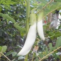 Jual Bibit Pohon Turi Terbaik - Harga Murah April 2024 & Cicil 0%