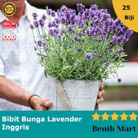 Jual Bibit Lavender Terbaik - Harga Murah April 2024 & Cicil 0%
