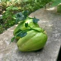 Jual Labu Siam Terdekat - Harga Murah & Grosir Februari 2025