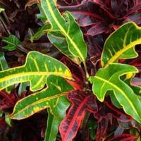 Jual Pohon Puring Terbaik - Harga Murah Desember 2023 & Cicil 0%