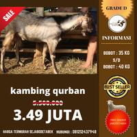 Jual Kambing Qurban 40 Kg Terdekat - Harga Murah & Grosir Juni 2024