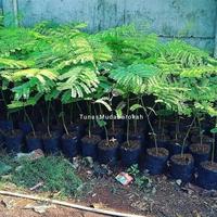 Jual Pakis Brazil Terbaik - Harga Murah Mei 2025 & Cicil 0%