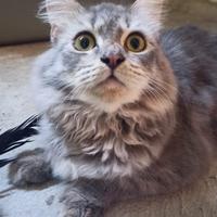 Jual Kucing Mainecoon Mix Persia Terlengkap & Terbaik - Harga Murah ...