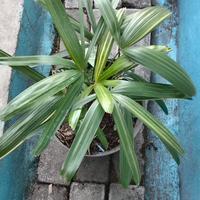 Jual Palem Waregu Terbaik - Harga Murah November 2022 & Cicil 0%