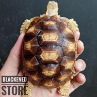 Jual Sulcata 10Cm Terlengkap & Terbaik - Harga Murah April 2024