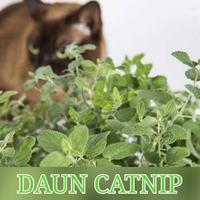 Jual Benih Catnip Terlengkap & Terbaik - Harga Murah Juni 2024