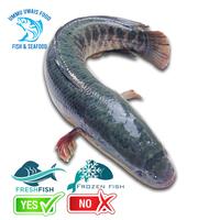 Jual Ikan Gabus Segar Terdekat - Harga Murah & Grosir Februari 2024