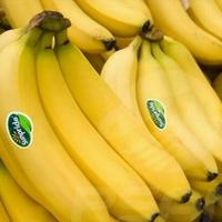 Jual Pisang Cavendish Sunpride Terdekat - Harga Murah & Grosir Mei 2025