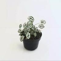 Jual Rembosa Mini Terlengkap - Daftar Harga Juni 2024 & Cicilan 0%