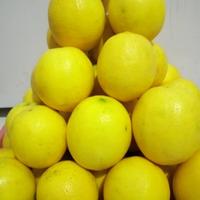 Jual Jeruk Lemon Lokal Terdekat - Harga Murah & Grosir Juni 2024