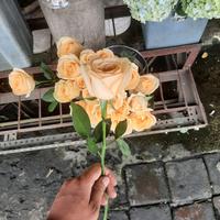 Bunga Mawar 1 Tangkai Indah & Romantis! Terbaru Juni 2024