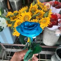 Bunga Mawar 1 Tangkai Indah & Romantis! Terbaru Agustus 2025