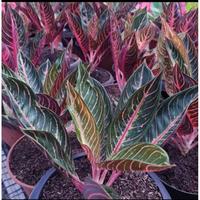 Jual Aglonema Red Sumatra Terbaik & Terbaru Januari 2024 - Harga Murah