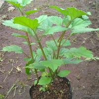 Jual Pohon Nilam Terbaik - Harga Murah Juni 2024 & Cicil 0%