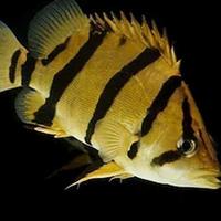 Jual Ikan Datz Terlengkap & Terbaik - Harga Murah Maret 2024