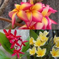 Jual Bunga Kamboja Kuning Terlengkap - Harga Murah & Grosir Januari 2024