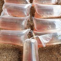 Review kutu air raksasa Daphnia Magna DM | Tokopedia