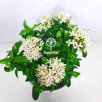 Jual Tanaman Soka Model & Desain Terbaru - Harga April 2024