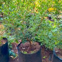 Jual Bonsai Kemuning Terbaik - Harga Murah Juni 2024 & Cicil 0%