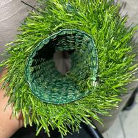 Rumput Jepang Harga Terbaru - Pilihan Terlengkap