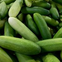 Jual Timun 1kg Murah - Harga Terbaru 2024