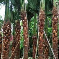 Jual Palem Sadeng Terbaik - Harga Murah Juni 2024 & Cicil 0%