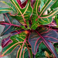 Jual Pohon Puring Terbaik - Harga Murah Maret 2025 & Cicil 0%