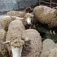 Domba Merino Harga Termurah & Kualitas Terbaik Mei 2024 - Tokopedia