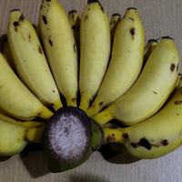 Pisang Raja Segar Berkualitas, Harga Termurah! November 2024