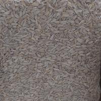 Kuaci yang Gurih & Renyah April 2025