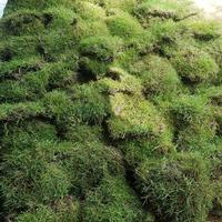 Rumput Jepang Harga Terbaru - Pilihan Terlengkap