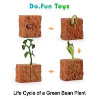 Review Life Cycle of a Plant / Mainan Edukasi Siklus Pertumbuhan ...