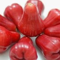 Jual Jambu Citra Merah Terdekat - Harga Murah & Grosir Juni 2024