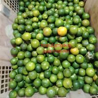 Jual Jeruk Sonkit Terdekat - Harga Murah & Grosir Maret 2024