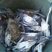 Jual Rajungan Segar Terdekat - Harga Murah & Grosir Desember 2023