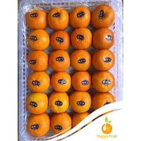 Jual Jeruk Wogan Terdekat - Harga Murah & Grosir Mei 2025