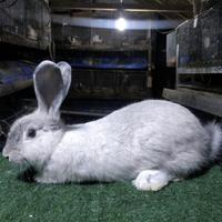 Jual Kelinci Giant Terlengkap & Terbaik - Harga Murah Maret 2024