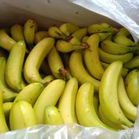 Jual Pisang Sunpride Terdekat - Harga Murah & Grosir April 2025