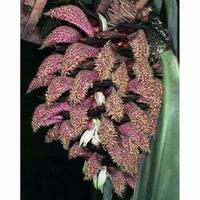 Jual Anggrek Dasi Terdekat - Harga Murah & Grosir April 2024