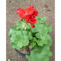 Jual Tanaman Geranium Terbaik - Harga Murah Juni 2024 & Cicil 0%