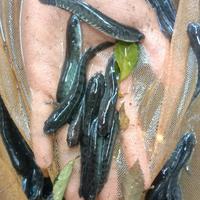 Jual Bibit Ikan Gabus Terlengkap & Terbaik - Harga Murah Oktober 2025