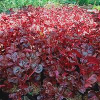 Jual Tanaman Hias Bayam Merah Terbaik - Harga Murah Februari 2024 ...