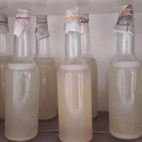 Jual Starter Nata De Coco Terdekat - Harga Murah & Grosir Juni 2024