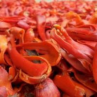 Jual Bunga Pala Terlengkap - Harga Murah & Grosir Juni 2024