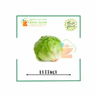 Jual Selada Bulat Terdekat - Harga Murah & Grosir Juni 2024