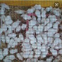 Jual Tikus Putih Murah - Harga Terbaru Maret 2025