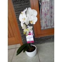 Jual Hampers Anggrek Murah - Harga Terbaru 2024