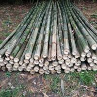 Jual Bambu Steger Terbaik - Harga Murah Oktober 2022 & Cicil 0%
